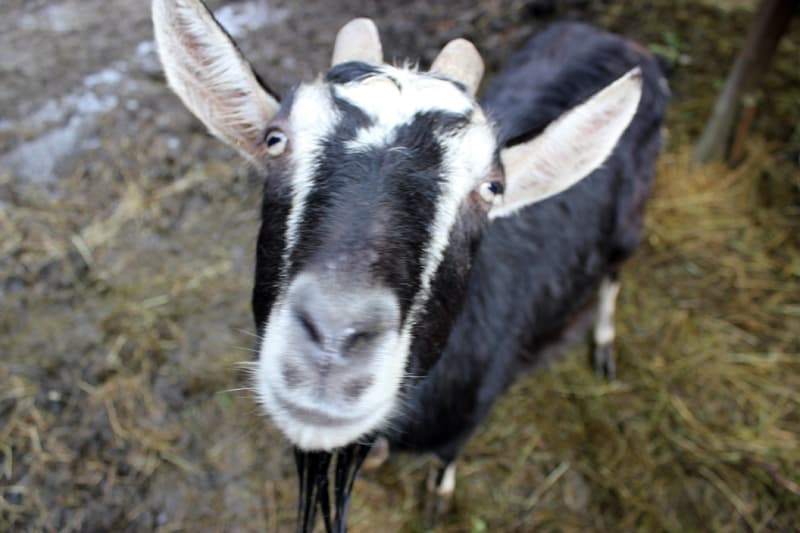 Tour of the Homestead Part III