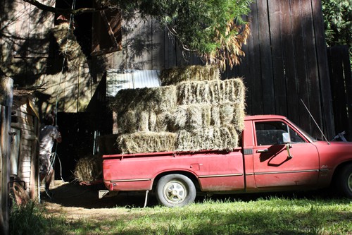 Gathering Hay for the Homestead