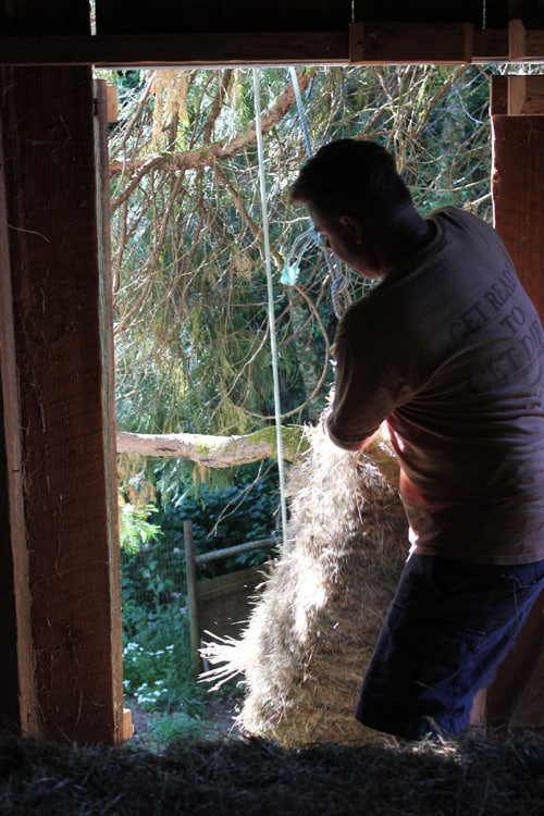Gathering Hay for the Homestead