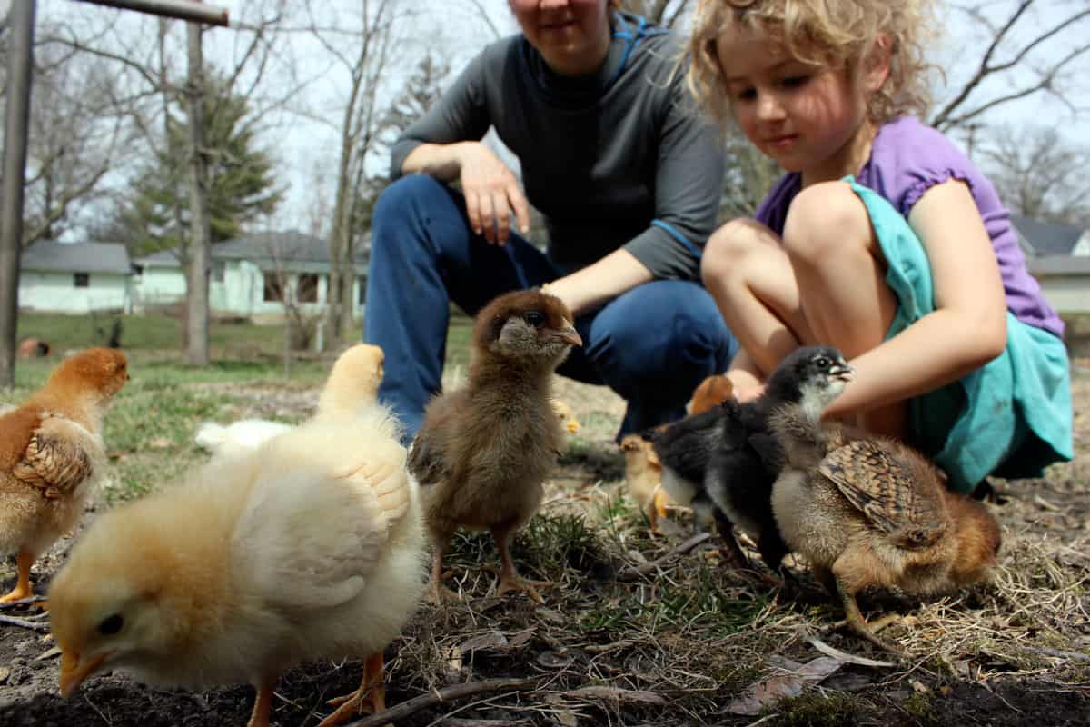 Chick Days - Homestead Honey