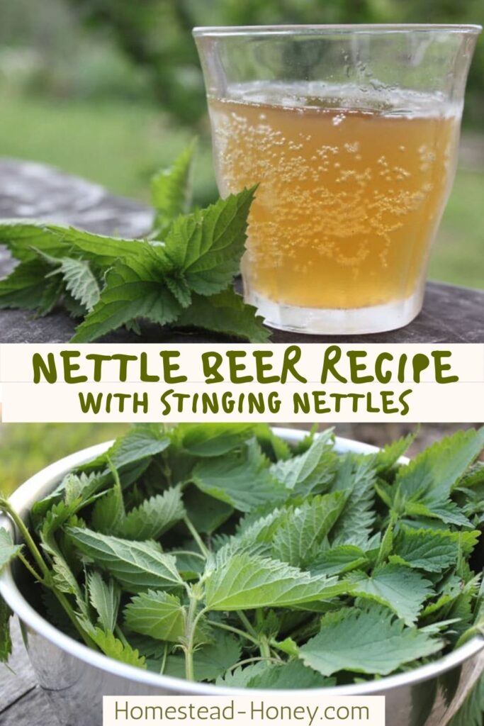 nettle-beer-recipe-pin-1 - Homestead Honey