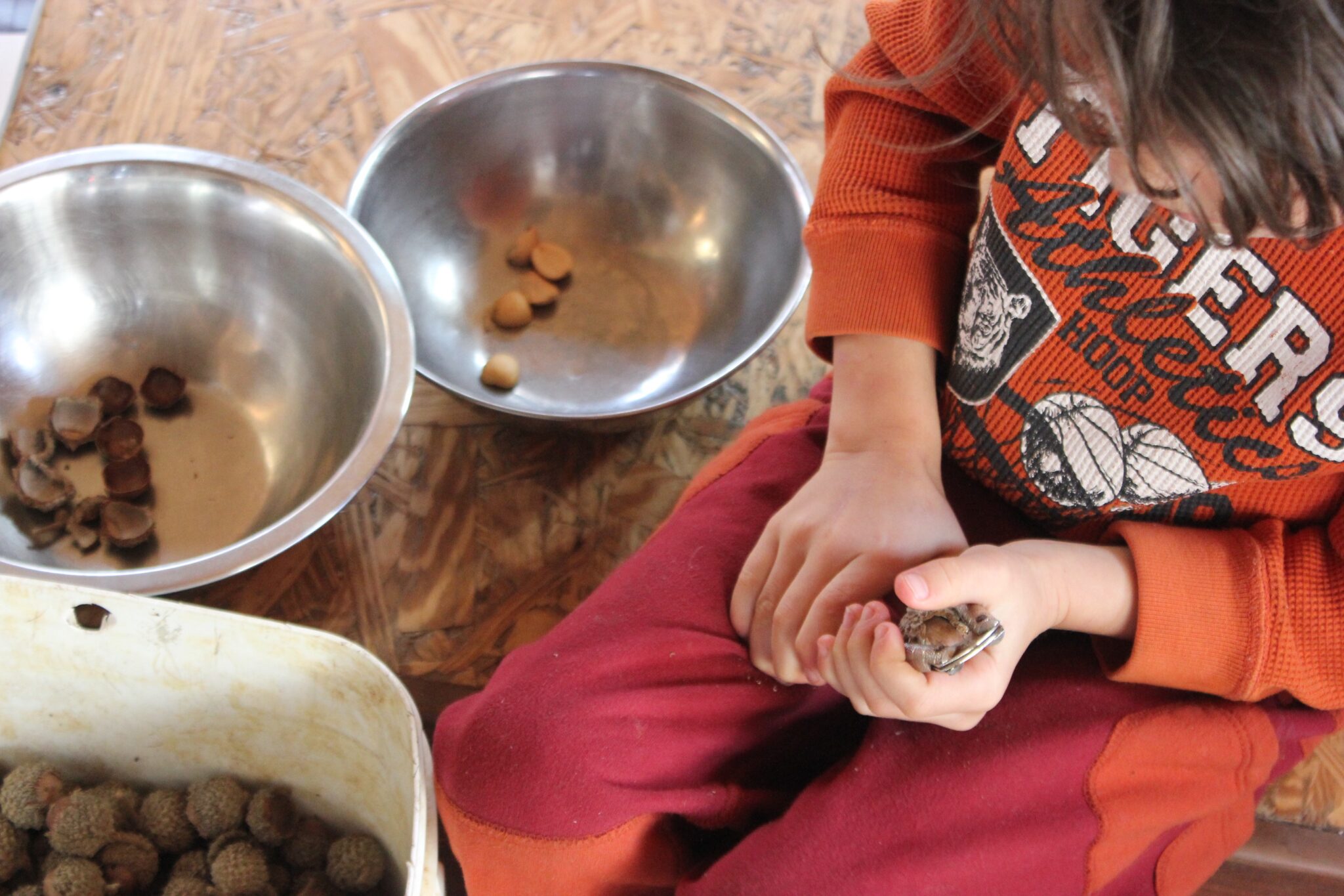 Acorn Pancake Recipe and How to Process Acorns for Eating - Homestead Honey